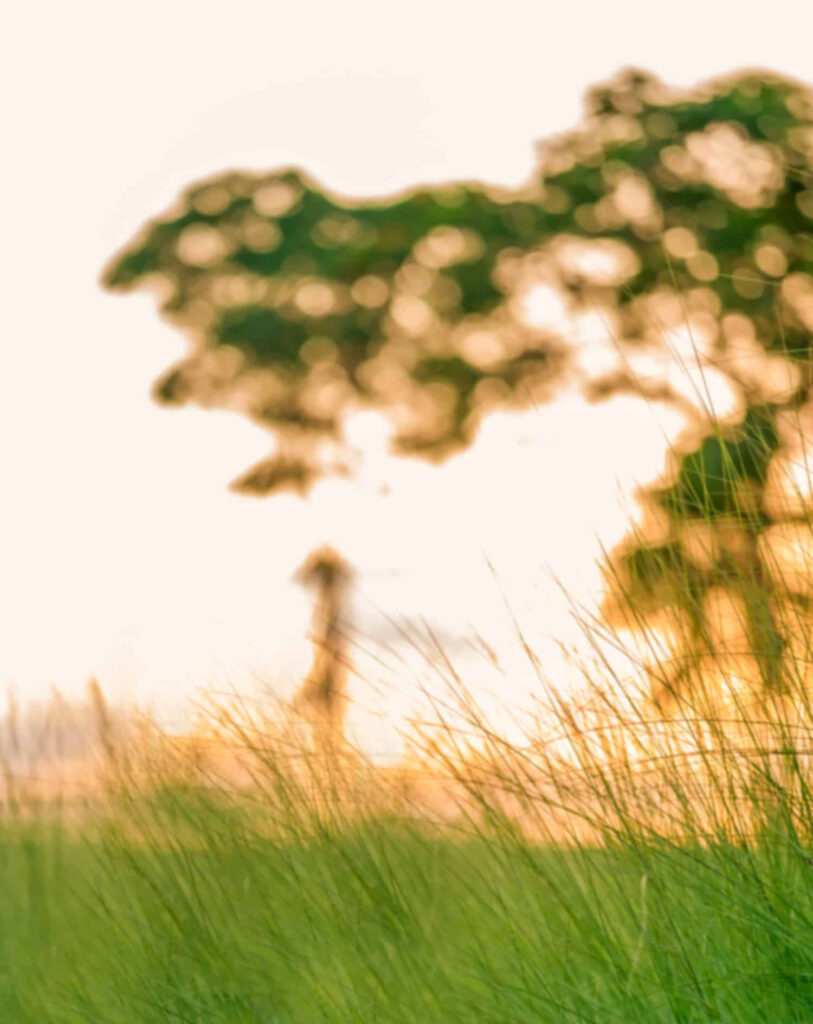 Nature Background HD – Free HD Nature Wallpapers & Backgrounds